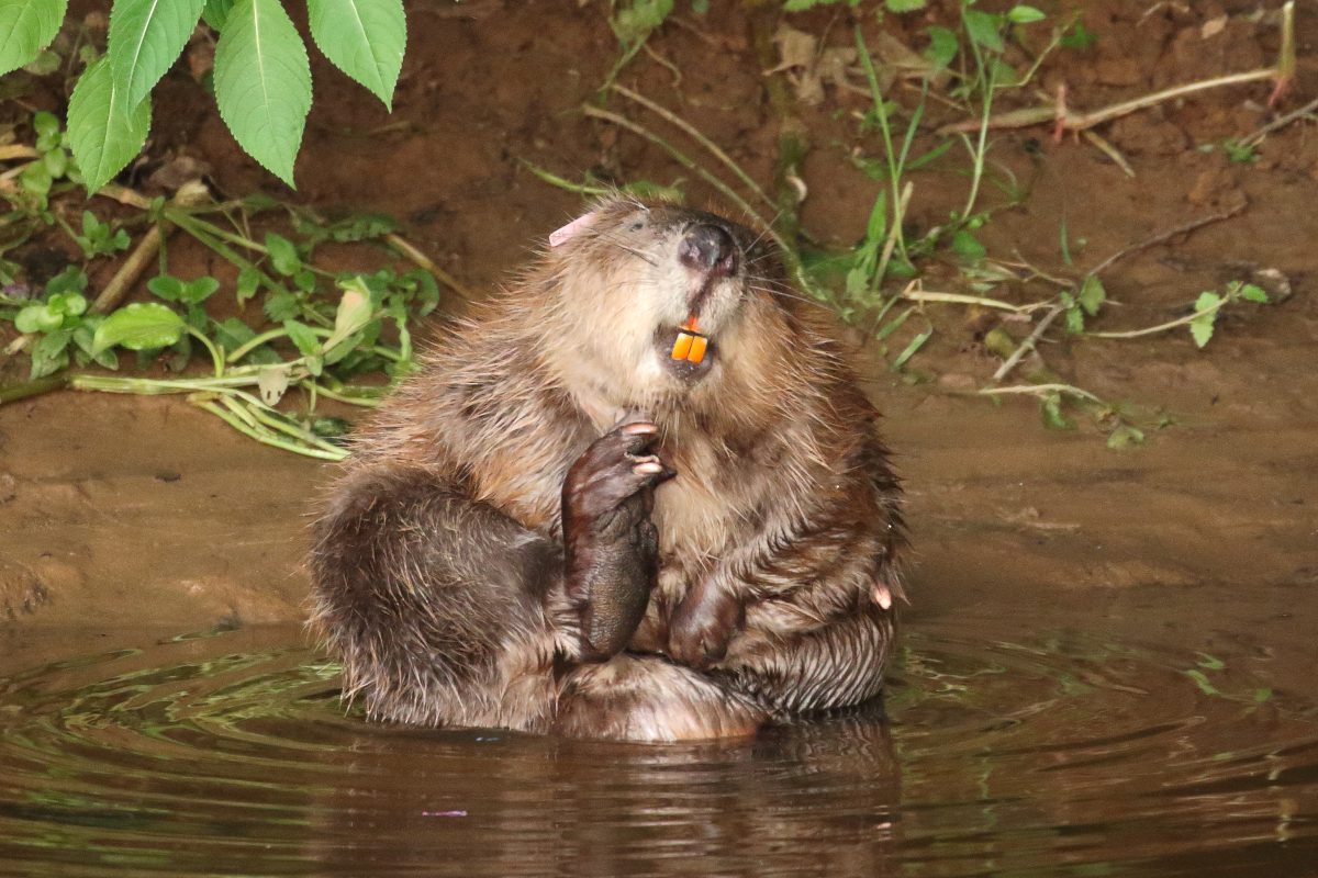 Government says beavers can stay in their Devon home | Envirotec