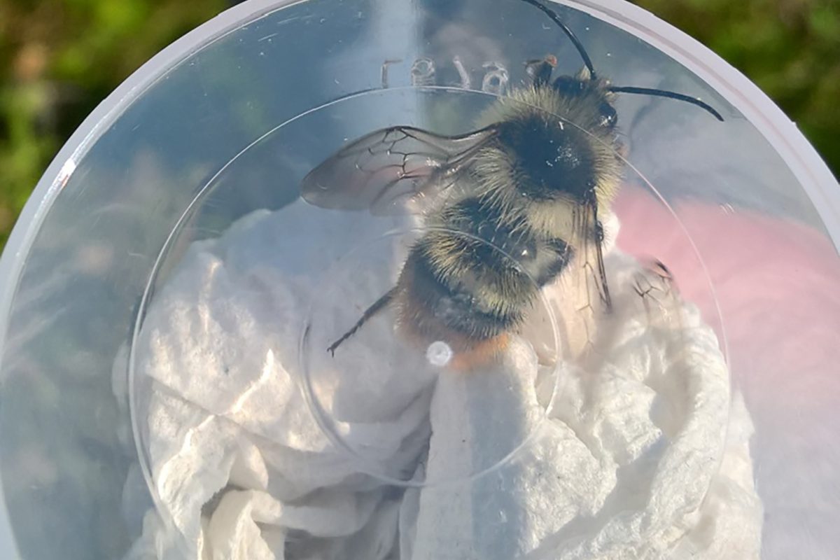 Rare bees found buzzing about new sewage works | Envirotec