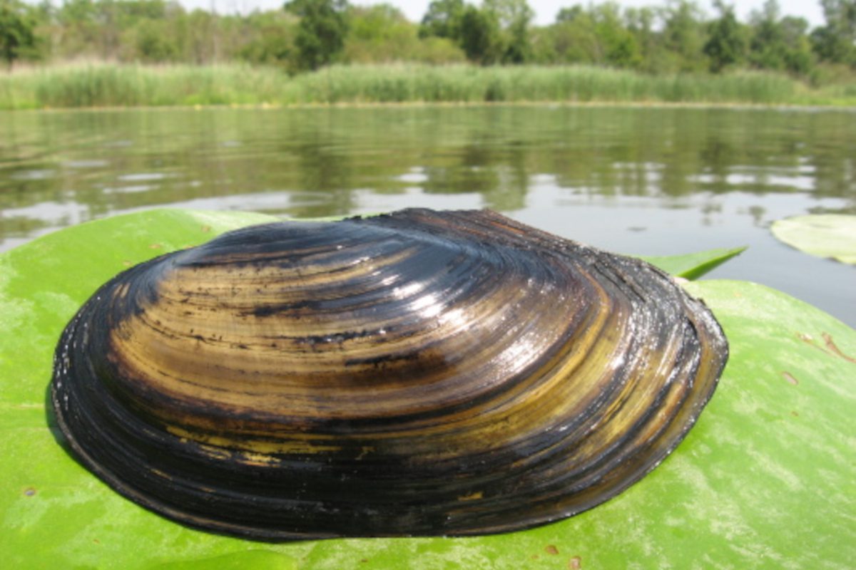 Medical drugs harmful to invertebrates in UK waterways | Envirotec