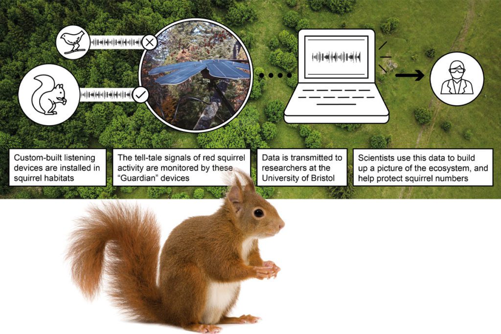 Uncovering the mysteries of squirrel decline | Envirotec