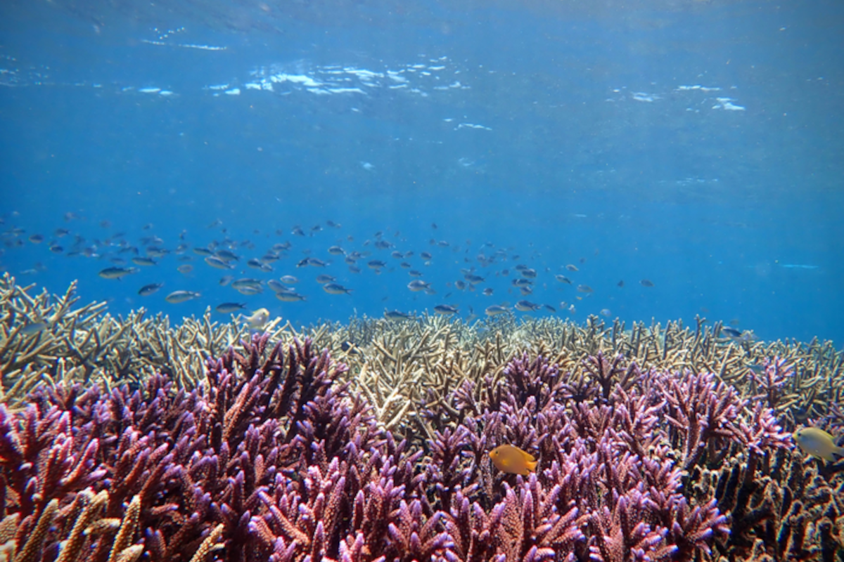 AI learns coral reef 'song' | Envirotec