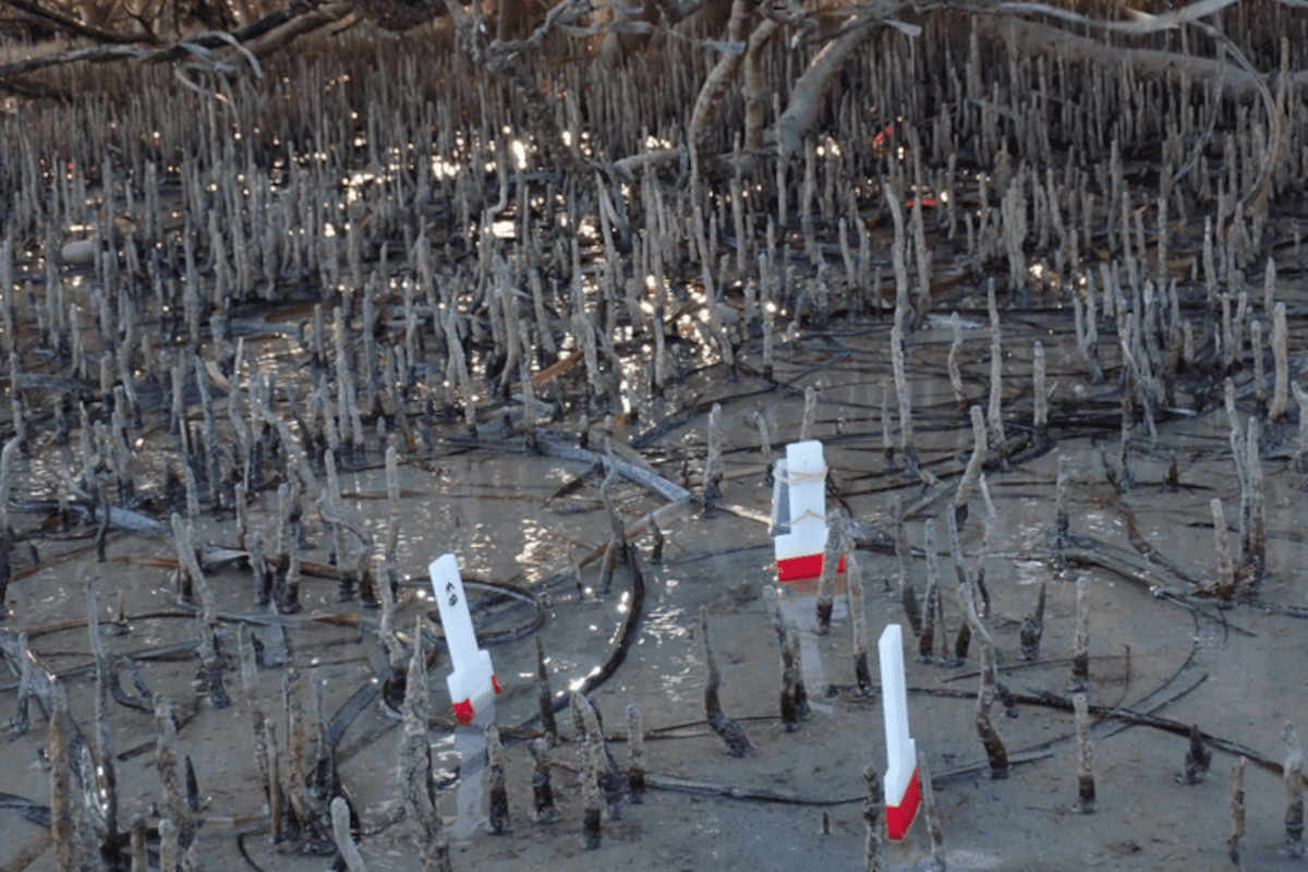 Mangroves are environmental guardians of the coastline, says research ...