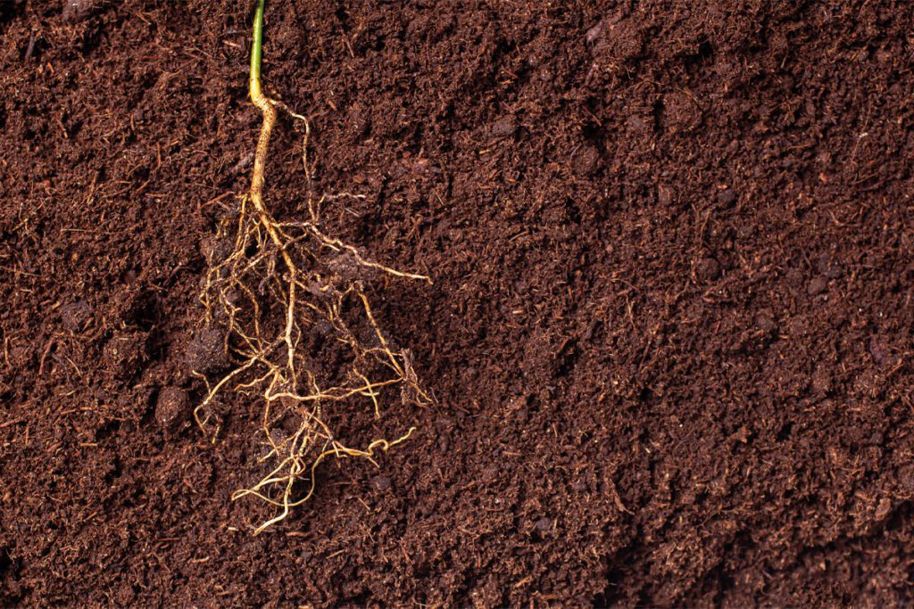 Don’t bet the farm on forests and soils? | Envirotec