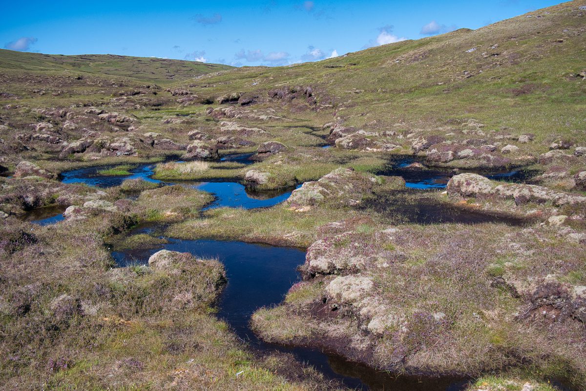 Exhibition explores how peatlands protect the planet | Envirotec
