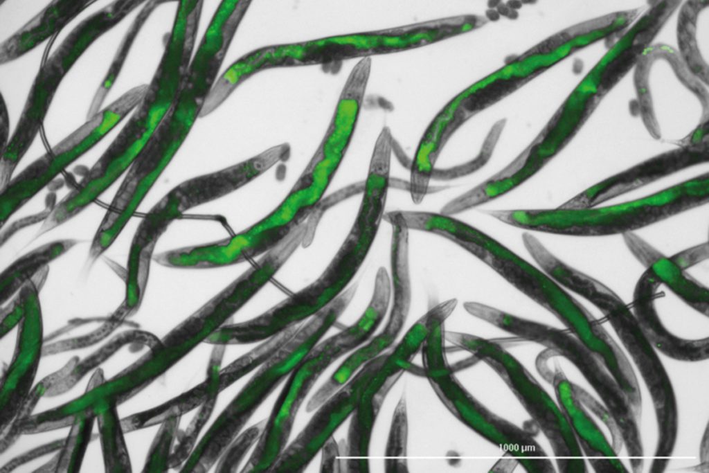 The worm turns for IAQ sensing? | Envirotec