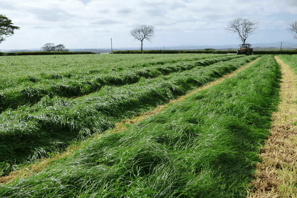 FM BioEnergy launches two new digester and silage additives