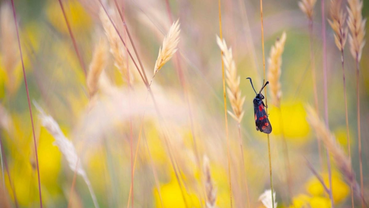 Parliamentary recognition of the importance and decline of ...