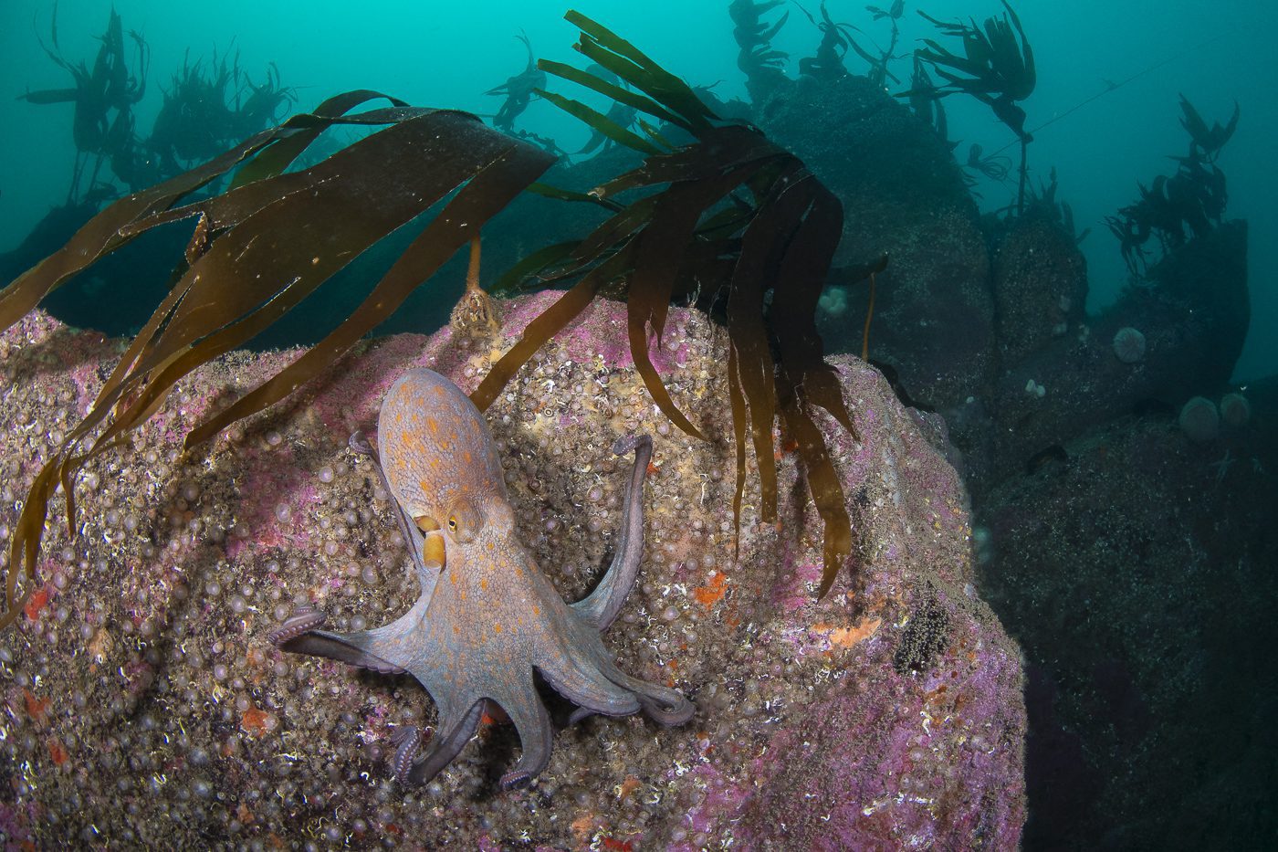 Rising octopus numbers: UK study examines impacts on coasts and ...