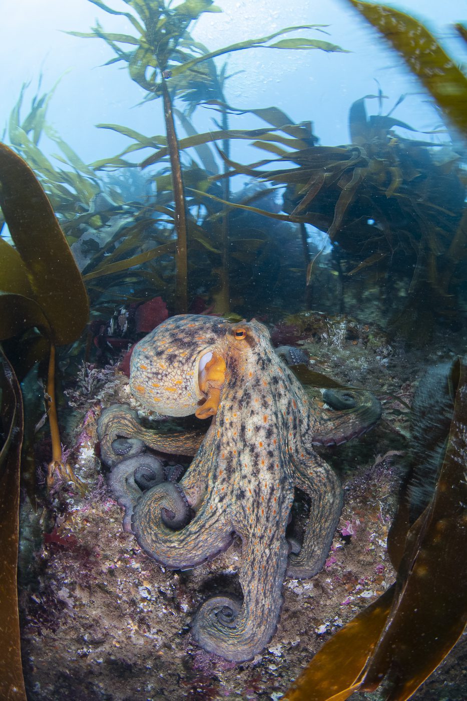 Rising octopus numbers: UK study examines impacts on coasts and ...
